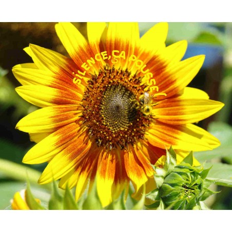 Plant de Courgette Grise d'Alger Bio - Les Bons Plants du Puech - Belcastel