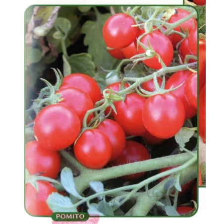 Plant de Tomate Cerise Rouge Bio - Les Bons Plants du Puech - Belcastel